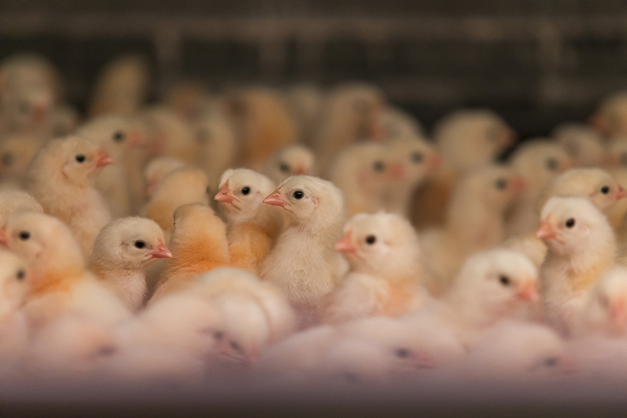 Climate control poultry farm | StienenBE.com | Stienen ...